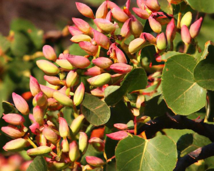 Jak rośnie pistacja: etapy wzrostu i pielęgnacja drzewa pistacjowego ...