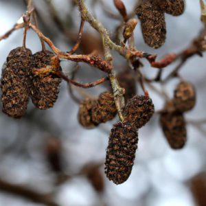 Kiedy pyli olcha? Czas kwitnienia i znaczenie dla przyrody