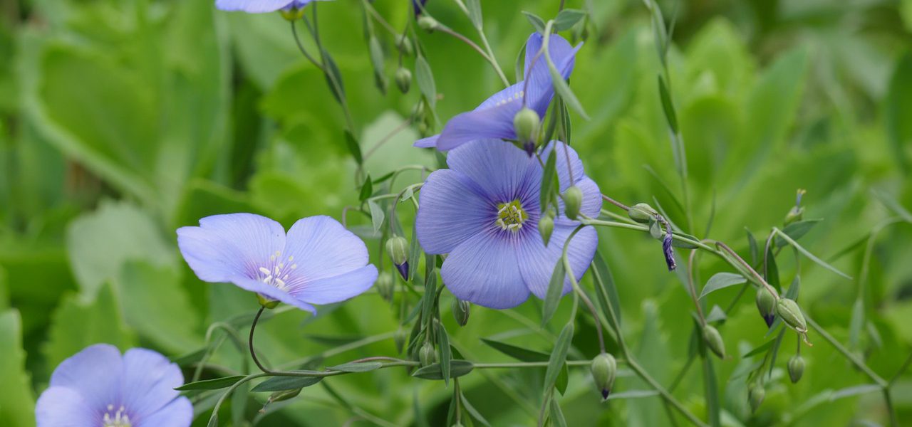 Uprawa i zastosowanie lnu – kiedy kwitnie len – a-ronet.pl
